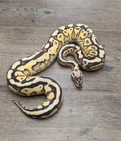 Pastel Asphalt Specter Ball Python by City Balls LLC