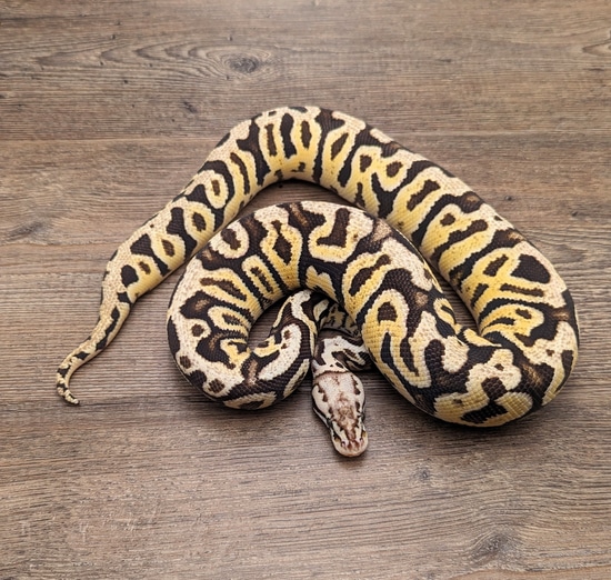Firefly Spotnose Het Clown Ball Python by City Balls LLC