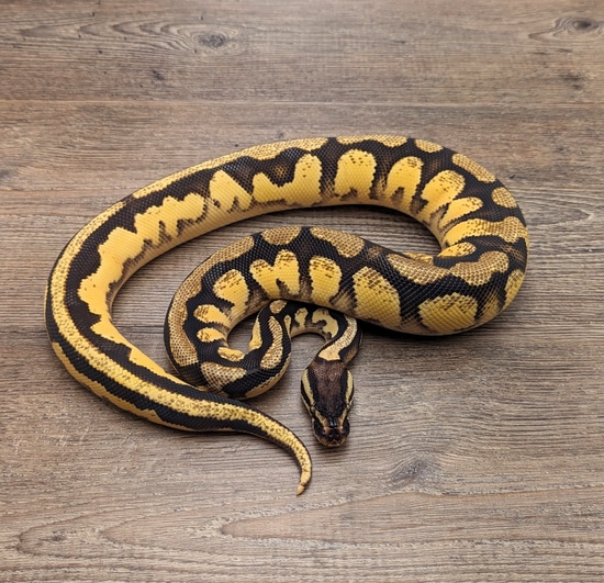 Orange Dream (Poss SOD) Pastel Yellowbelly/Gravel 66% Pied Ball Python ...