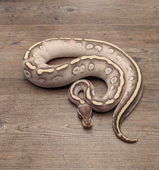 Super Mystic Ball Python by City Balls LLC