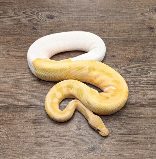 Candino Pied Ball Python by City Balls LLC