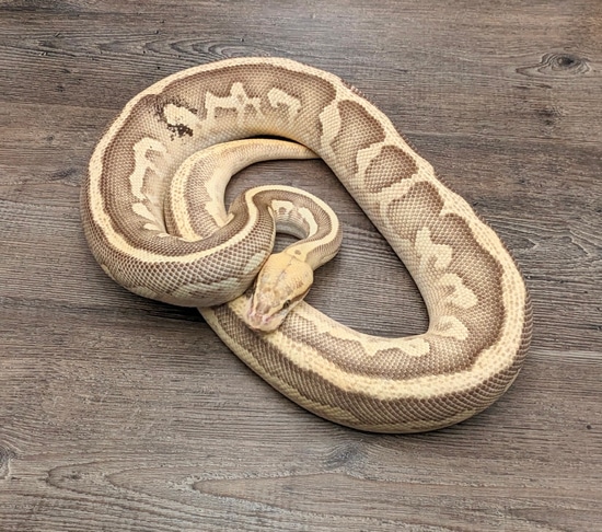 Leopard Lesser Firefly Ball Python by City Balls LLC