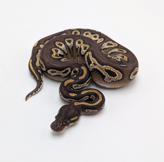 Black Head Mojave Red Gene Ringer Ball Python by City Balls LLC