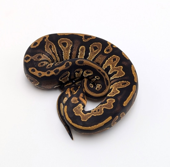Blackhead Red Gene Ringer Gene Het Pied Ball Python by City Balls LLC