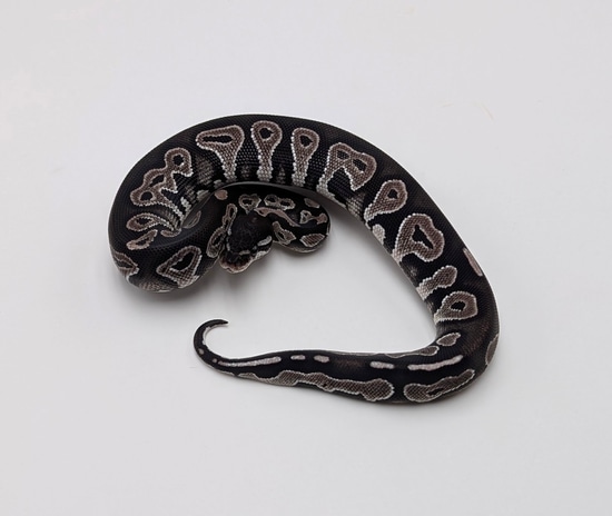 Black Head VPI Axanthic Ball Python by City Balls LLC