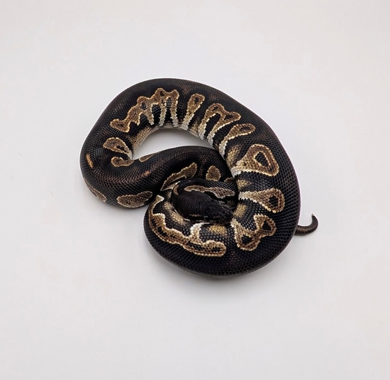 Super Black Head 66% VPI Axanthic Ball Python by City Balls LLC