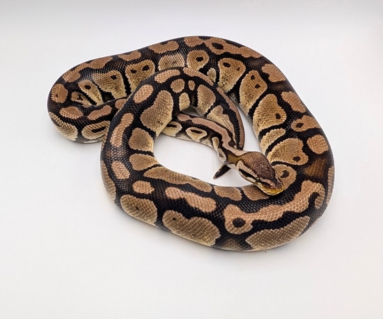 Pastel DH VPI Axanthic Clown Ball Python by City Balls LLC