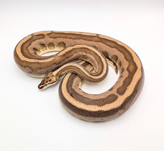 Leopard Super Stripe Ball Python by City Balls LLC
