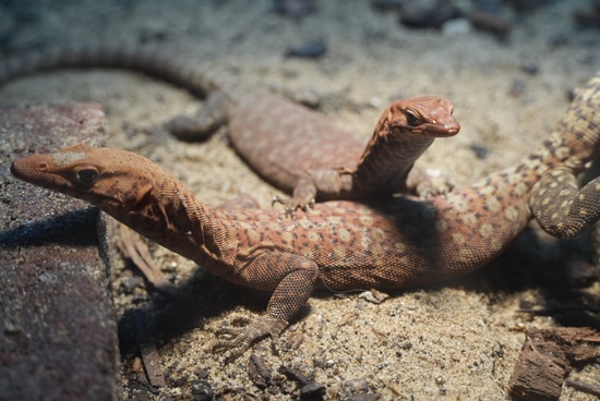 Proven Pilbara Monitor Pair Other Monitor by EVOLVE