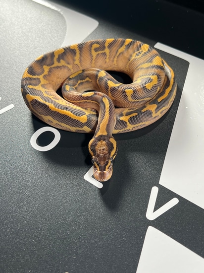 Super Gravel Leopard Ball Python by EVOLVE