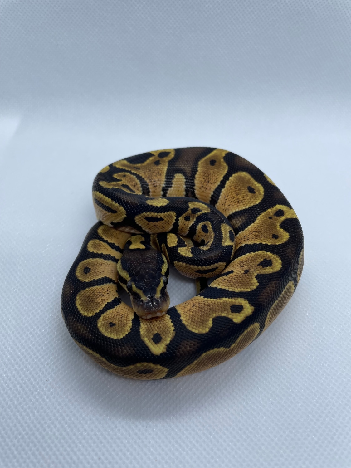 Pastel Chocolate Pos Asphalt Ball Python by Halls Balls - MorphMarket