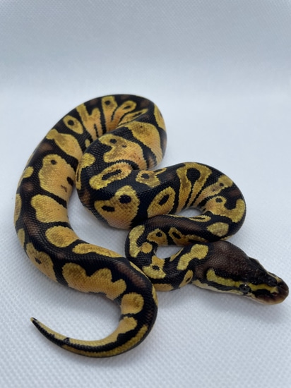 Pastel Pos Asphalt Ball Python by Halls Balls