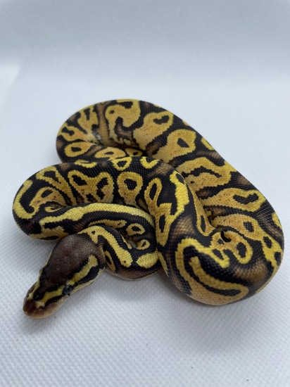 Pastel Disco Asphalt/Yellow Belly Ball Python by Halls Balls