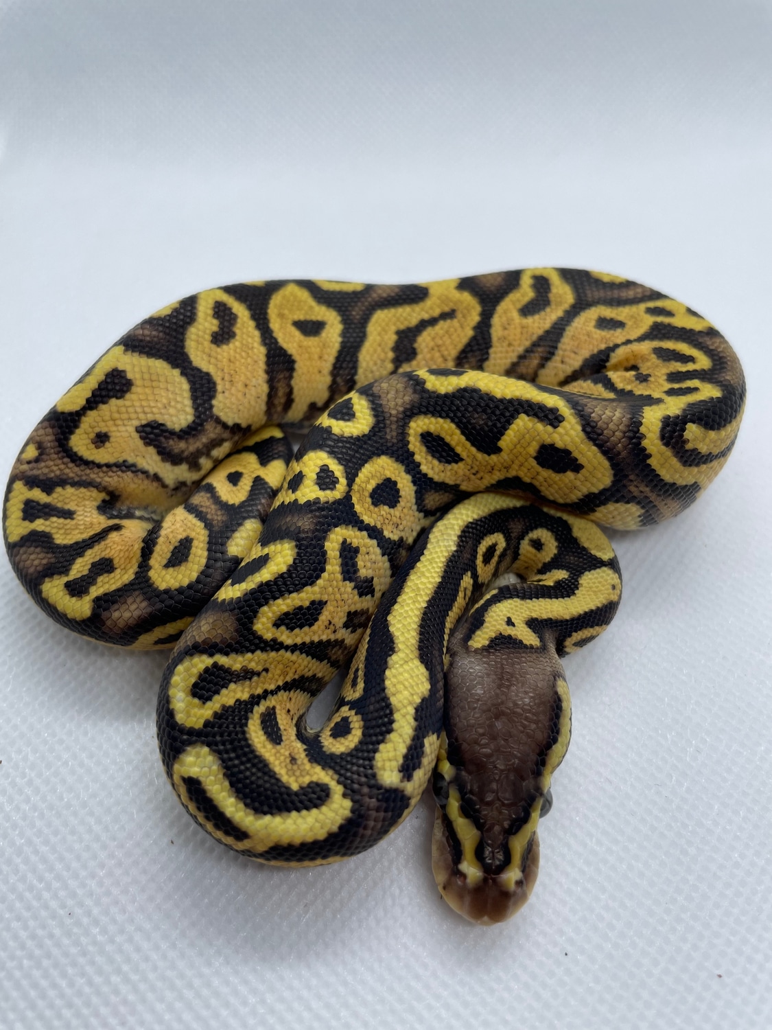 Pastel Disco Asphalt/Yellow Belly Ball Python by Halls Balls - MorphMarket