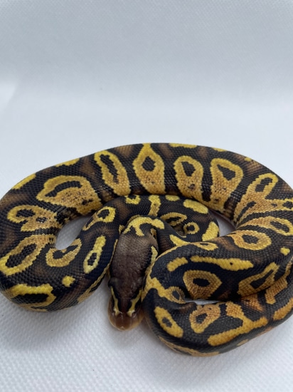 Pastel Disco Chocolate Asphalt/Yellow Belly Ball Python by Halls Balls