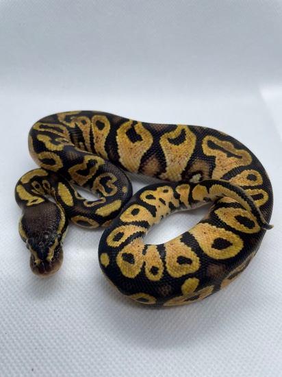 Pastel Asphalt/Yellow Belly Ball Python by Halls Balls