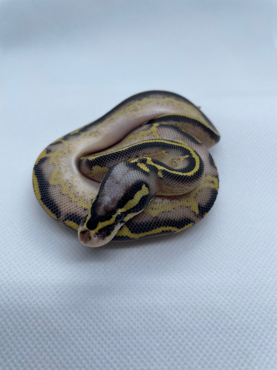 Pastel Freeway Ball Python by Halls Balls - MorphMarket