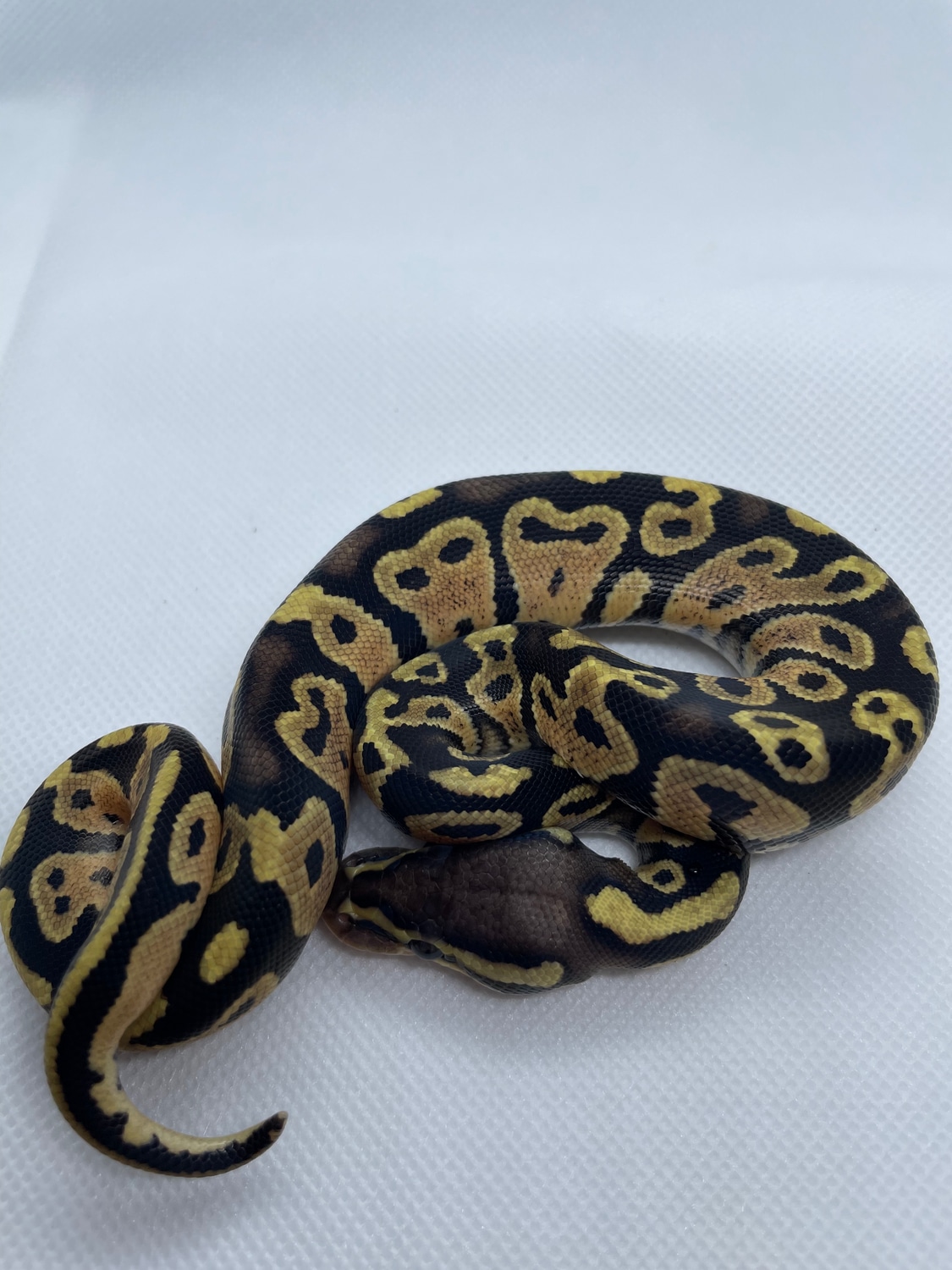 Asphalt/Yellowbelly Ball Python by Halls Balls - MorphMarket