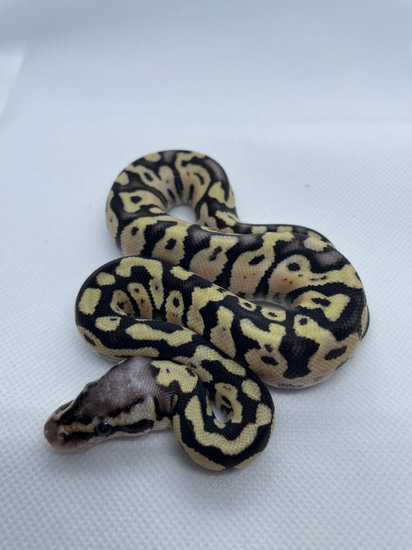 Super Pastel FireFly Ball Python by Halls Balls