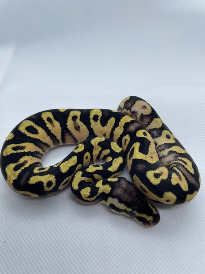 Pastel Orange Dream Fire Yellow Belly Ball Python by Halls Balls