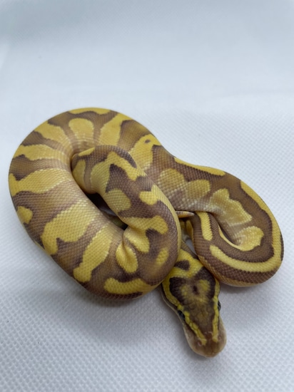 Pastel Enchi Lesser Asphalt/Yellow Belly Ball Python by Halls Balls
