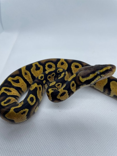 Pastel Asphalt/Yellow Belly Pos Chocolate Ball Python by Halls Balls