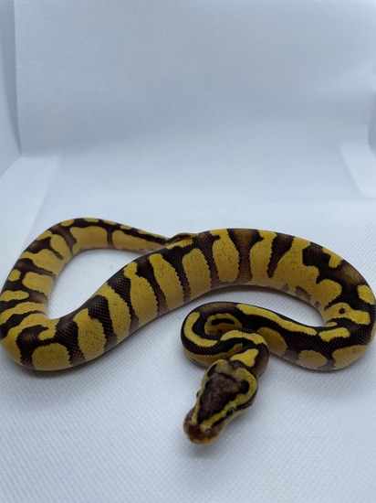 Pastel Enchi Asphalt/Yellow Belly Ball Python by Halls Balls