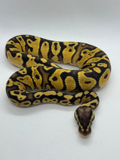 Pastel Asphalt/Yellowbelly Ball Python by Halls Balls