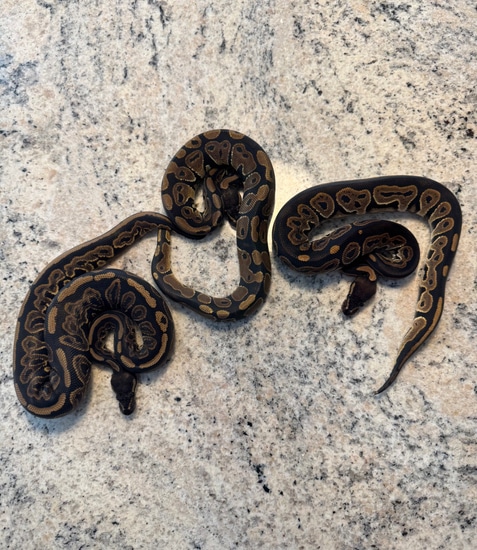 3 Snake Lot Ball Python by Halls Balls