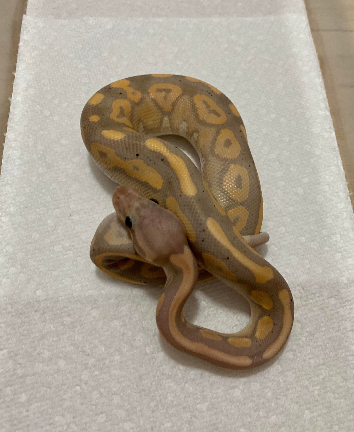 Banana Cinnamon Ball Python by Blue Grass Royal Constrictors - MorphMarket