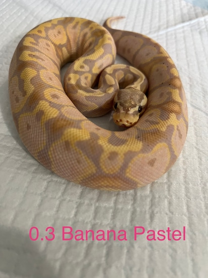 Banana Pastel Ball Python by Blue Grass Royal Constrictors