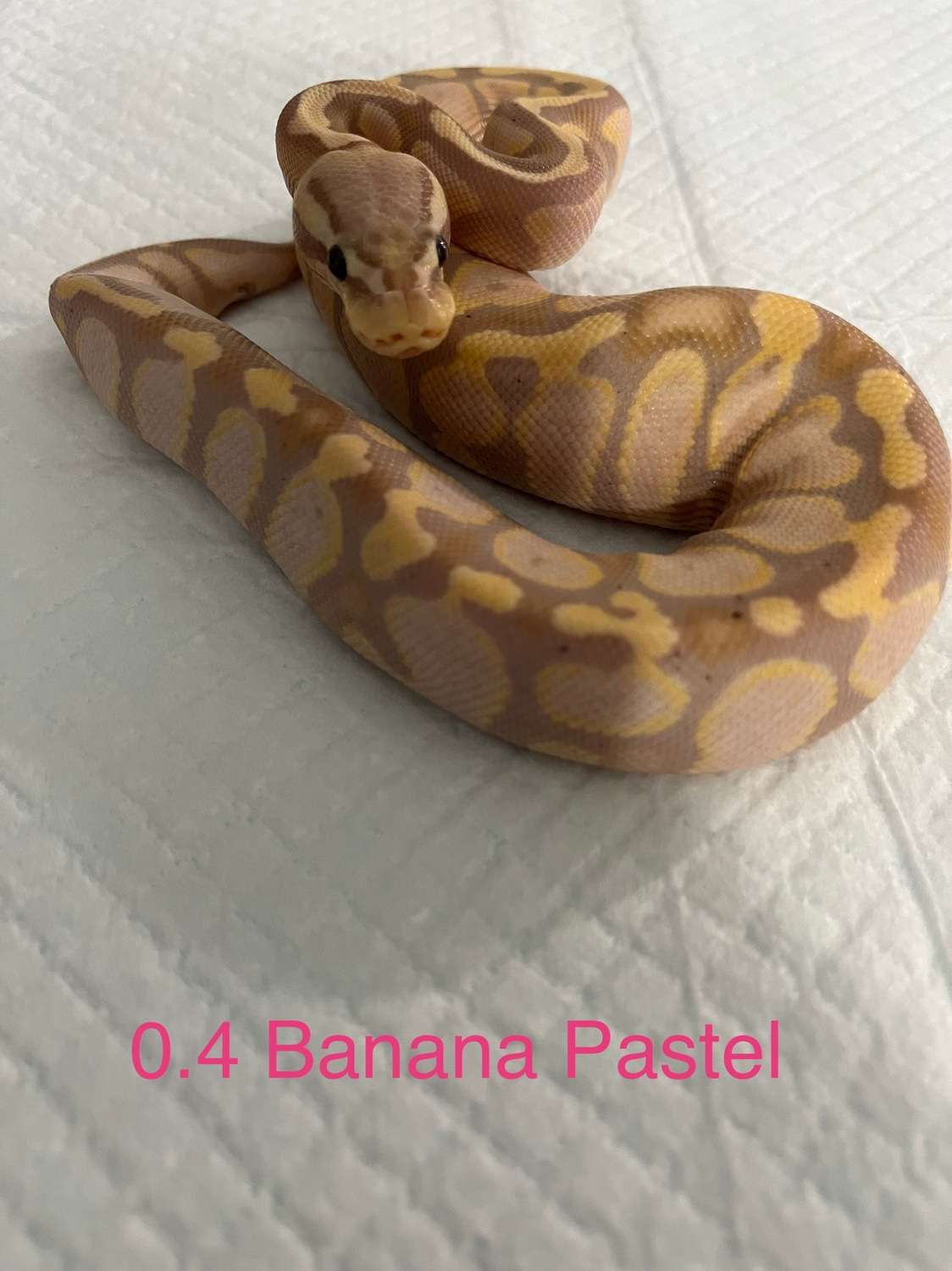 Banana Pastel Ball Python by Blue Grass Royal Constrictors - MorphMarket