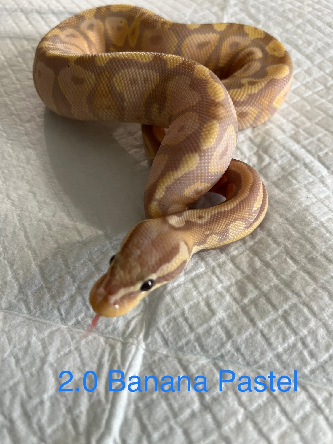 Banana Pastel Ball Python by Blue Grass Royal Constrictors - MorphMarket