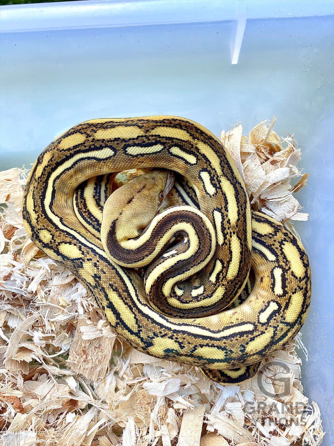 Phantom Tiger 50% Het Albino Reticulated Python by Grand pythons ...