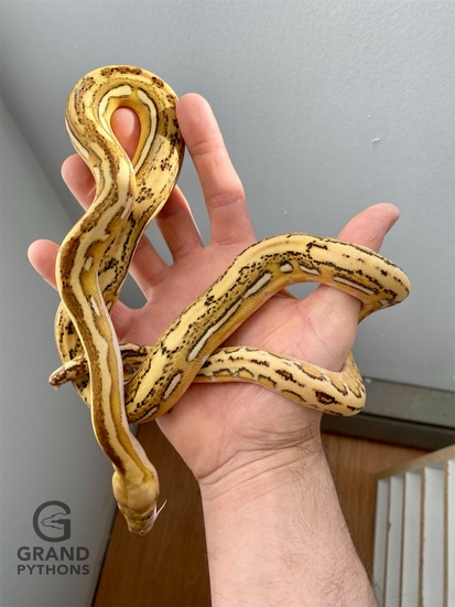 Platinum Phantom Tiger 50% Het Albino Reticulated Python by Grand pythons