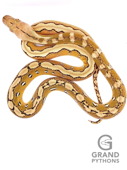 Platinum Het Orange Ghost Stripe 50% Het Amel Reticulated Python by ...