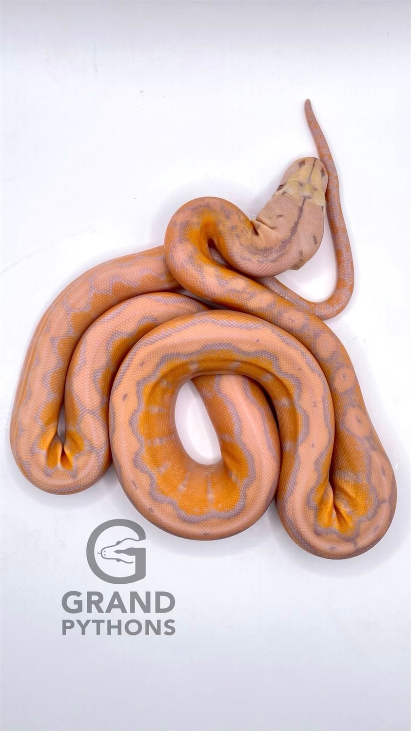 Platinum Lavender Motley Reticulated Python by Grand pythons - MorphMarket