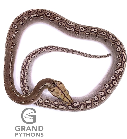 Phantom Motley Het Purple Reticulated Python by Grand pythons