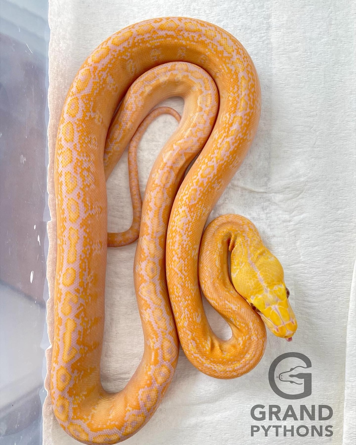 Platinum Lavender Phantom Motley Reticulated Python by Grand pythons ...