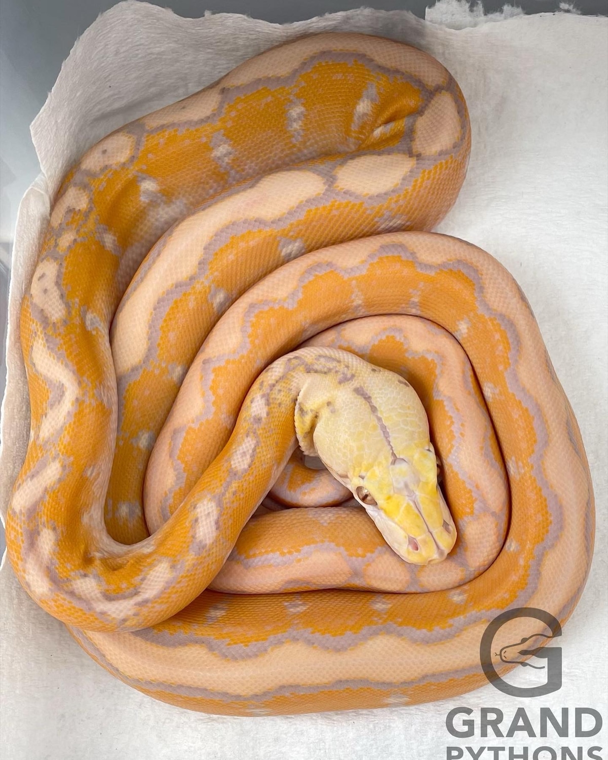 Platinum Lavender Motley Reticulated Python by Grand pythons - MorphMarket