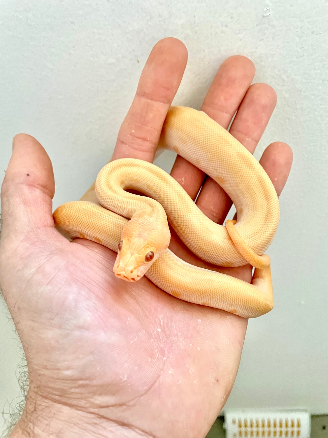 Albino Green 50% Het Granite Burmese Python by Grand pythons - MorphMarket