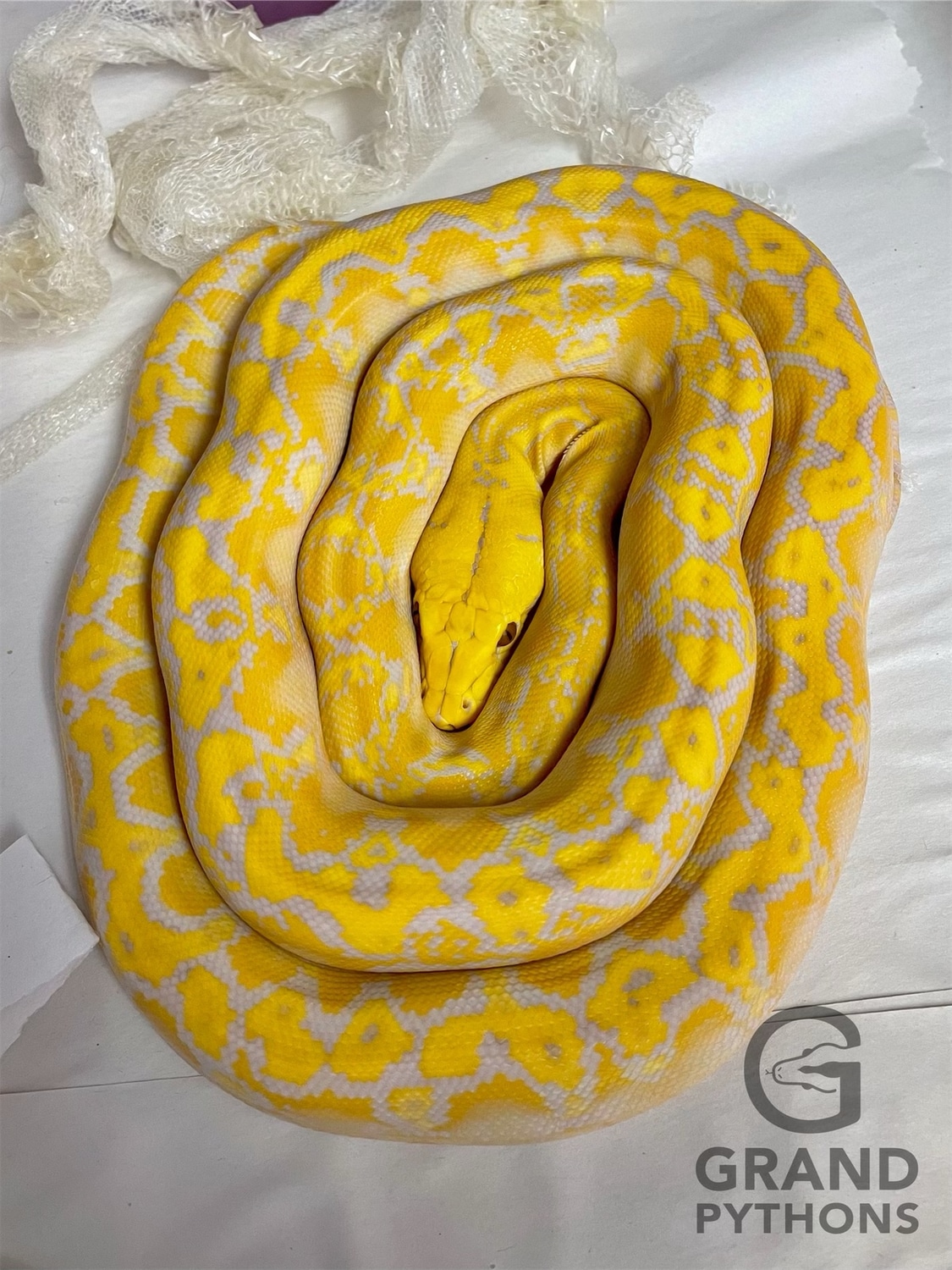 Lavender Phantom Reticulated Python by Grand pythons - MorphMarket