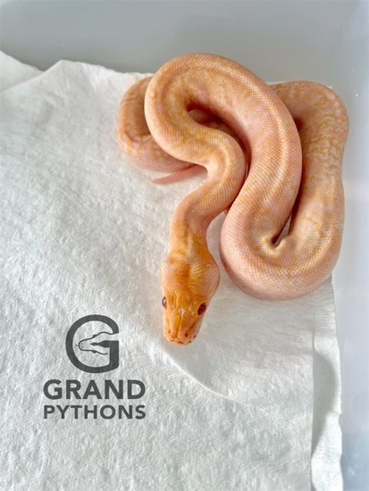 Albino Granite Burmese Python by Grand pythons