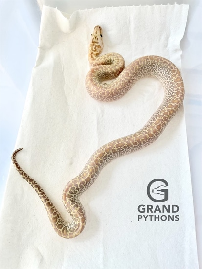 Hypo Granite Burmese Python by Grand pythons