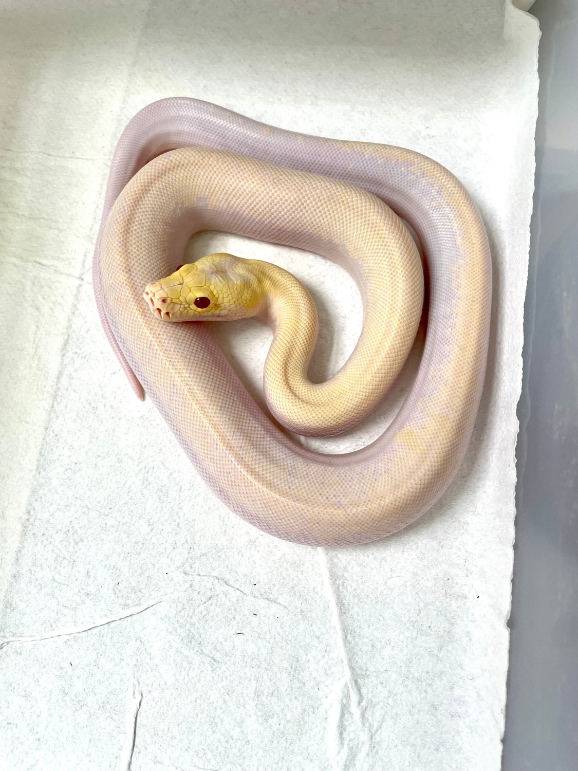 Blizzard Het Granite Pos Het Green Burmese Python by Grand pythons ...