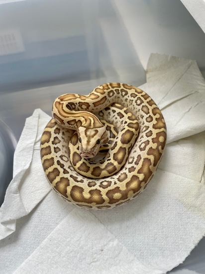 Hypo Double Het Albino Granite Pos Het Green Burmese Python by Grand ...
