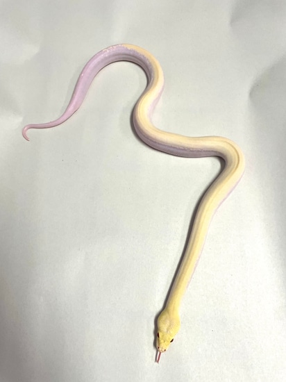 Blizzard Het Granite Pos Het Green Burmese Python by Grand pythons