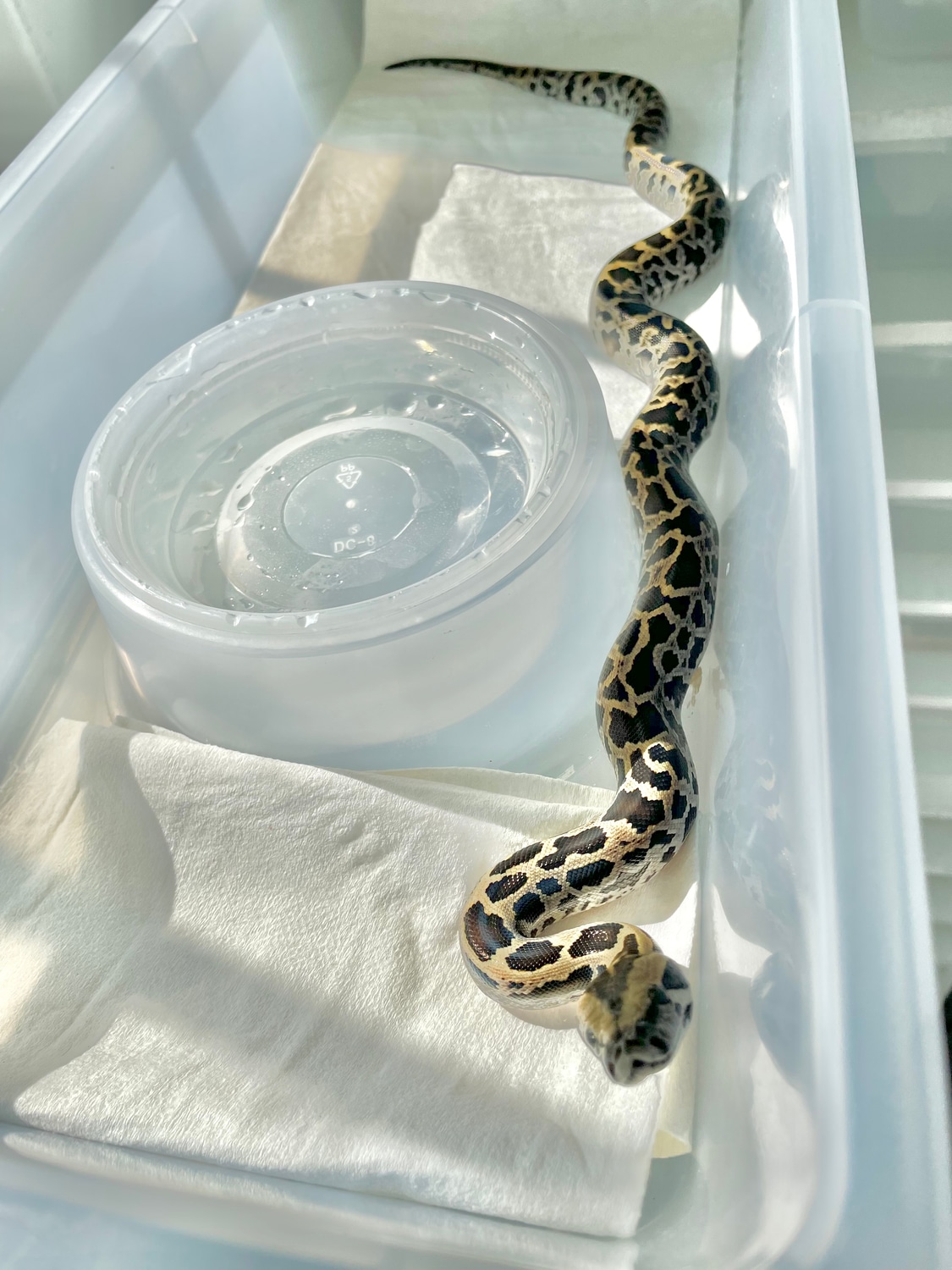 Normal Double Het Albino Granite Pos Het Green Burmese Python by Grand ...