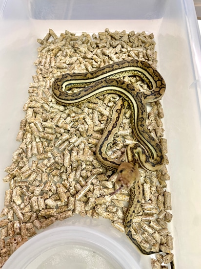 Supertiger Anthrax Reticulated Python by Grand pythons