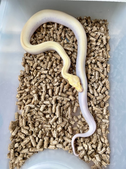 Blizzard Het Granite Pos Het Green Burmese Python by Grand pythons